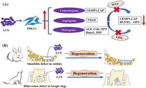 Lithium-calcium-silicate bioceramics stimulating cementogenic ...