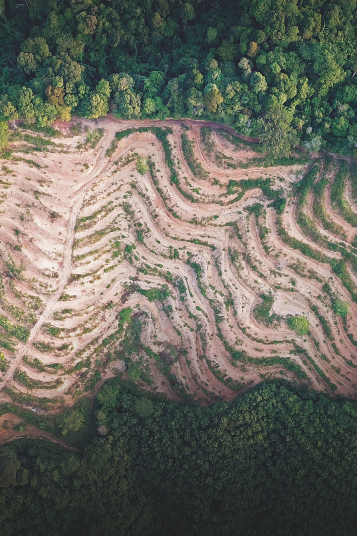 Workshop Report on Biodiversity and Pandemics of the Intergovernmental ...