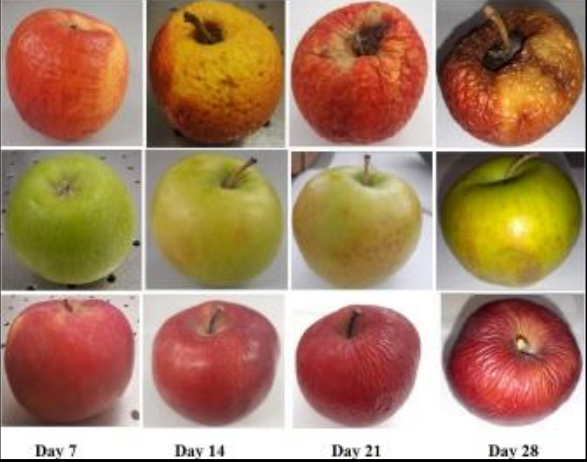Optimizing Food Supply Chain - Advance Drying and Sustainable Energy ...