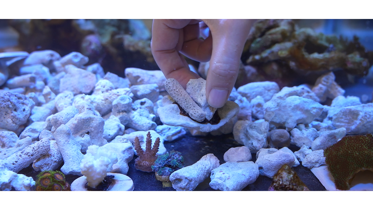 RRAP Bioadhesives for Reef Repair - Bioadhesive Group