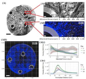 Image analyses for engineering advanced tissue biomanufacturing ...