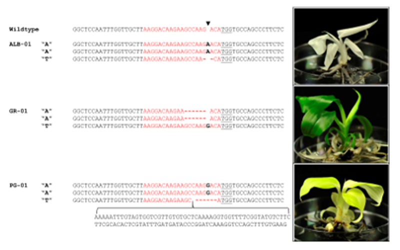 Banana genomics and genome editing - Centre for Agriculture and the ...