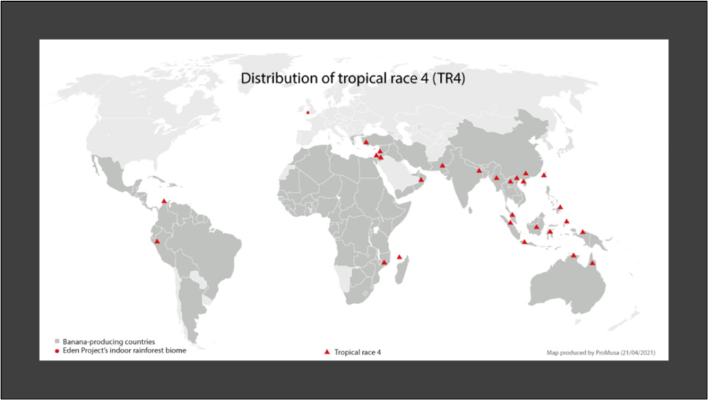 Fusarium wilt tropical race 4 (TR4) - Centre for Agriculture and the ...