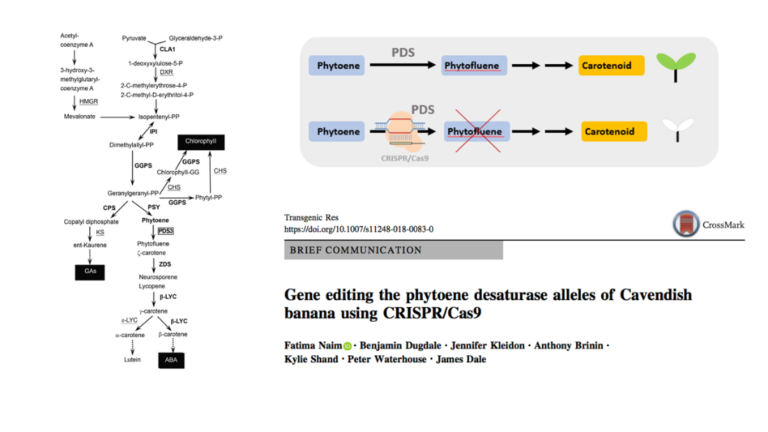 Banana genomics and genome editing - Centre for Agriculture and the ...