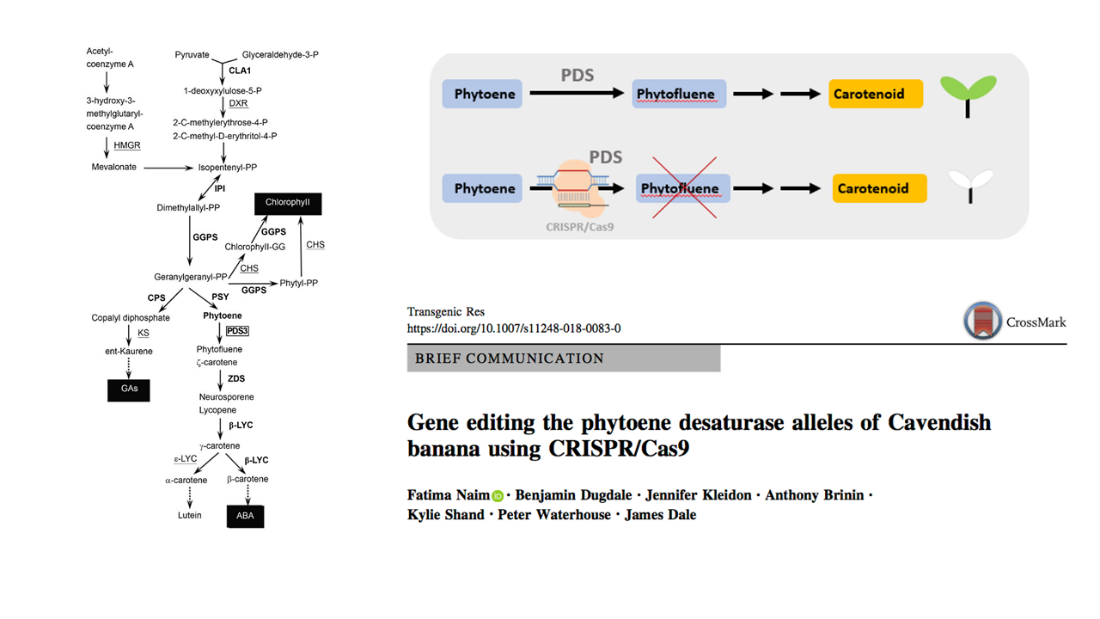 Banana genomics and genome editing - Centre for Agriculture and the ...