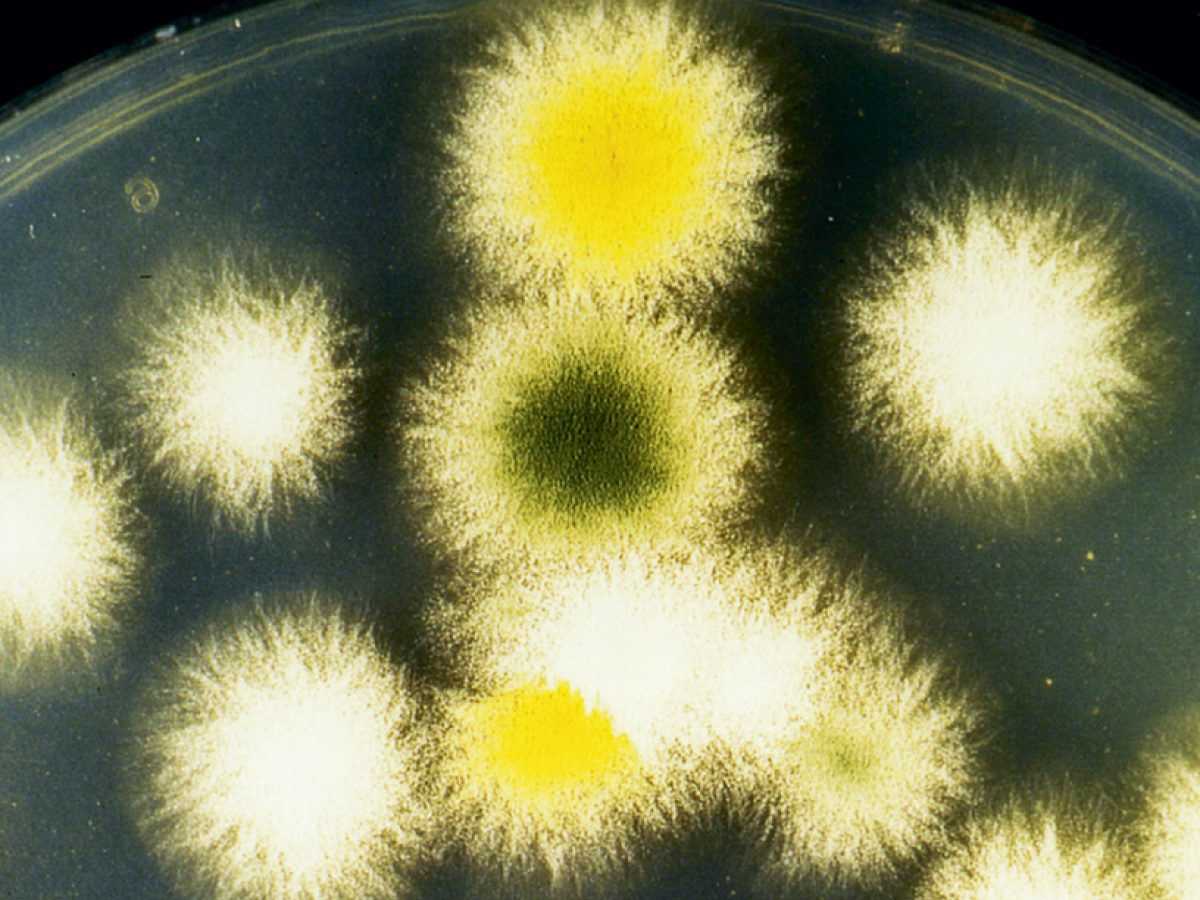 Fungal Fibre Composites - Centre for Agriculture and the Bioeconomy