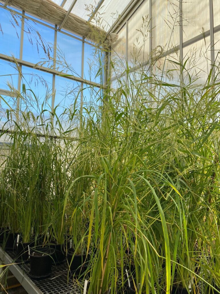 Redlands & Queensland Crop Development Facility - Centre for ...