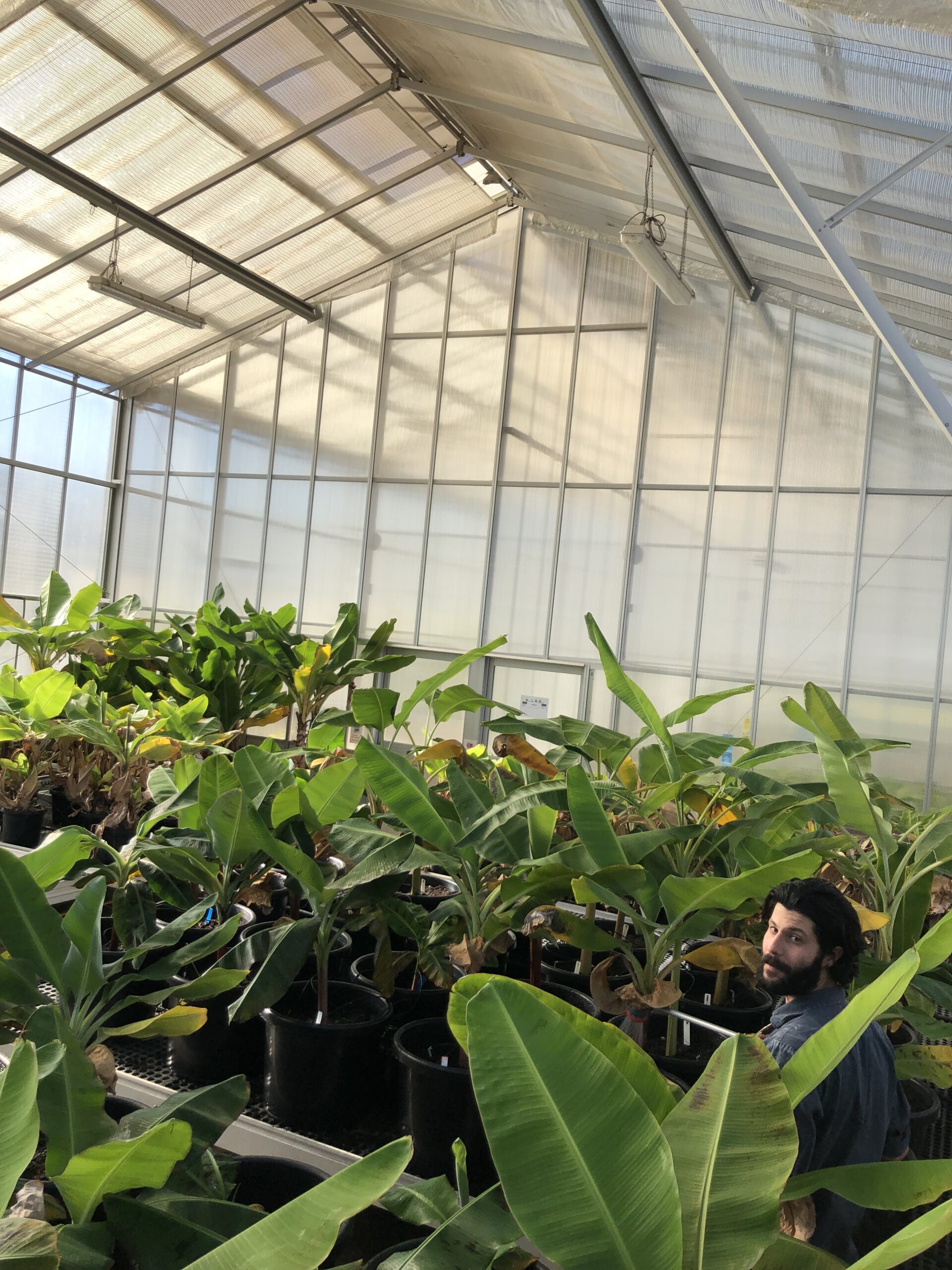 Redlands & Queensland Crop Development Facility - Centre for ...