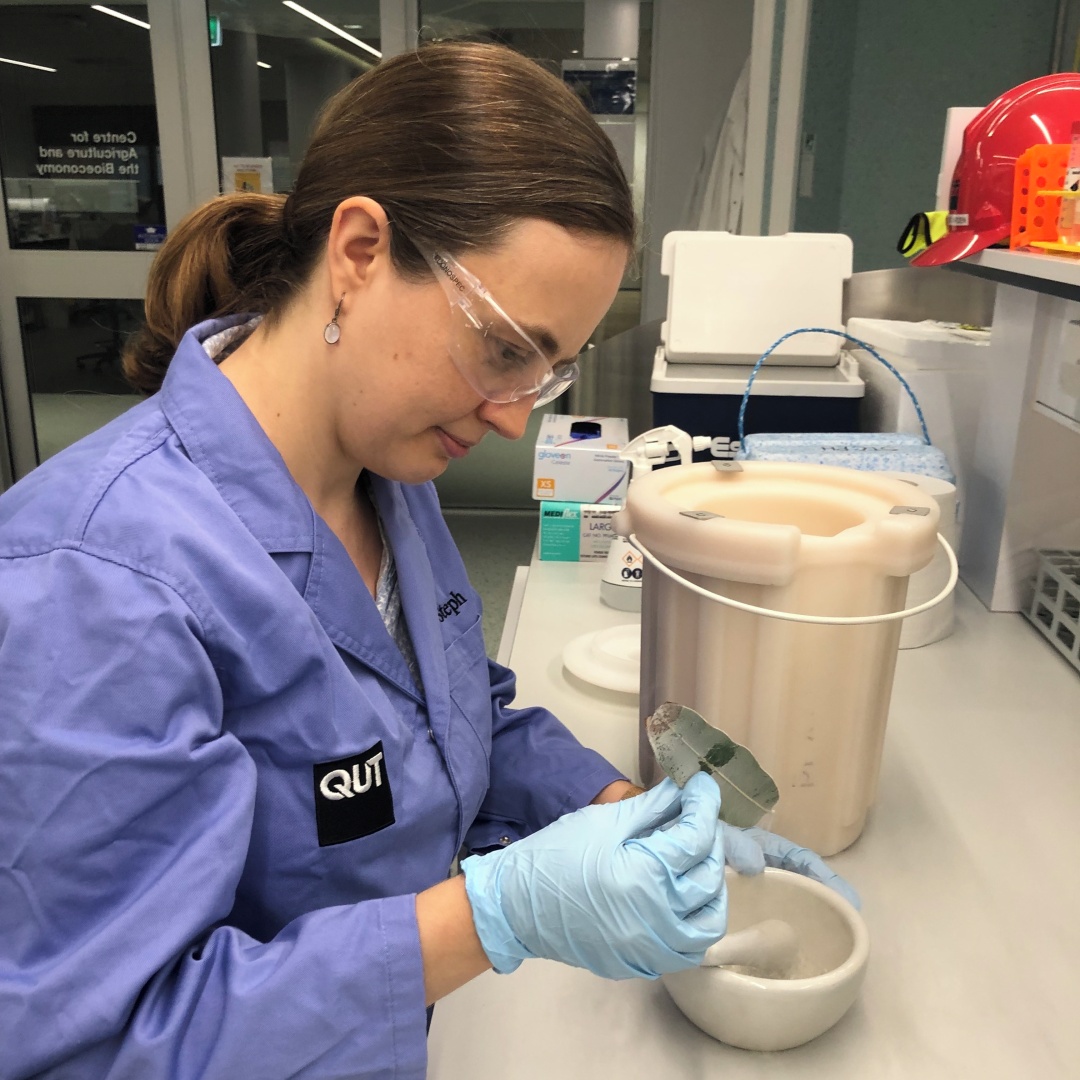 Speed breeding top crops could help protect mango and macadamia ...