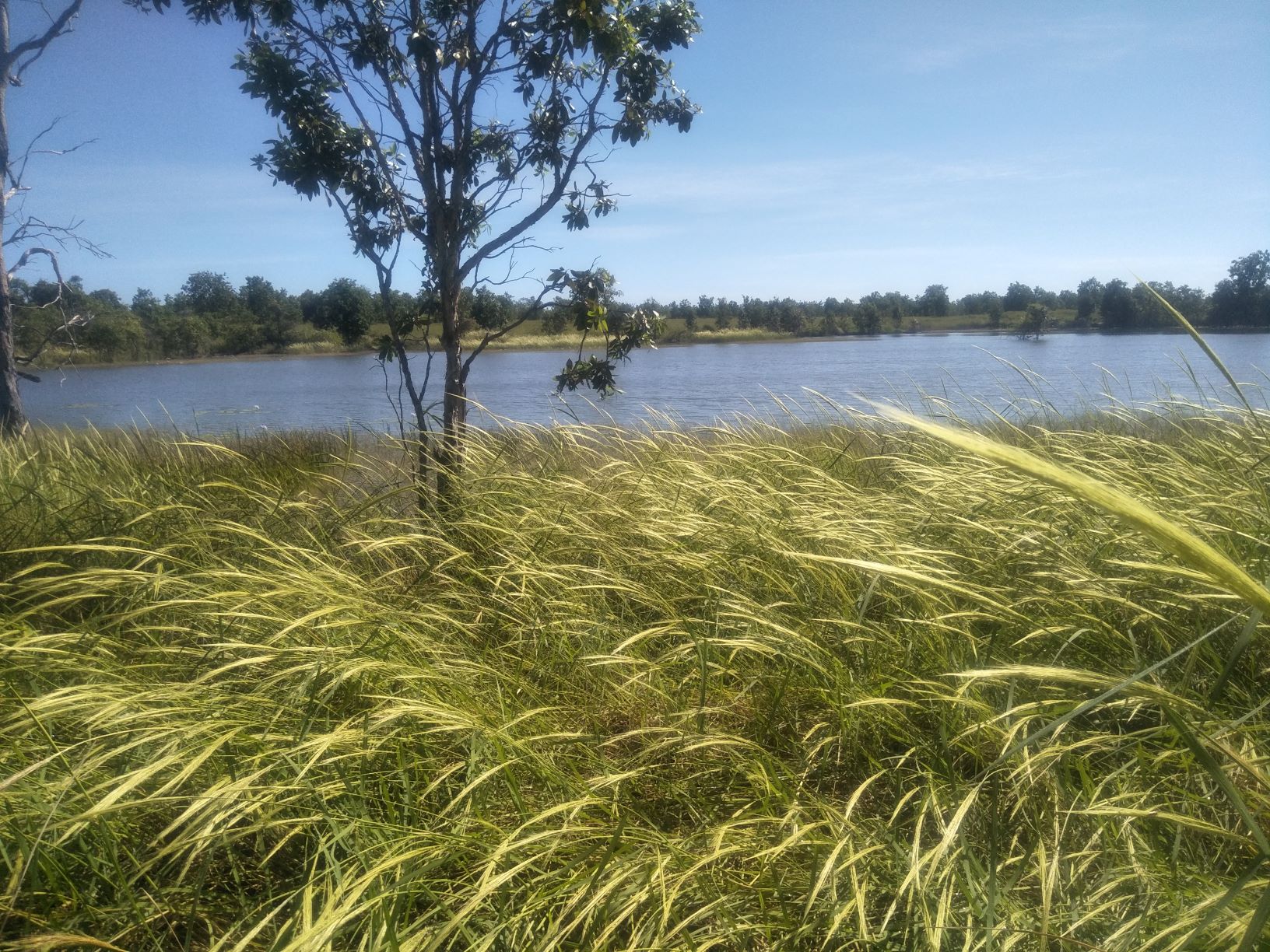 Developing Crops with Enhanced Characteristics - Centre for Agriculture ...