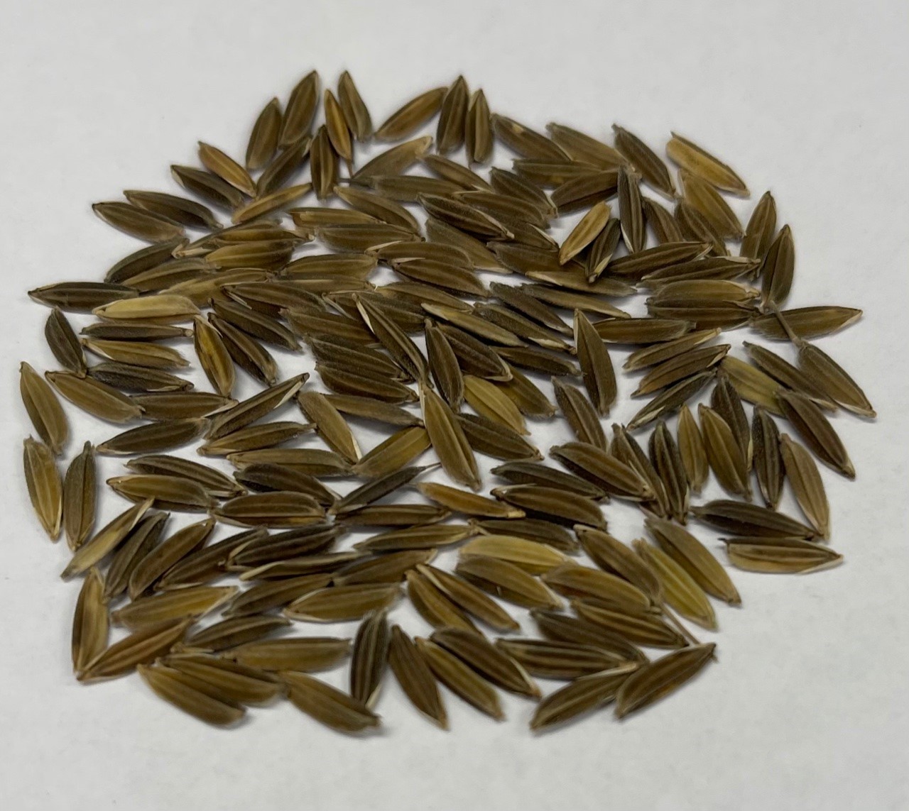 Developing Crops with Enhanced Characteristics - Centre for Agriculture ...