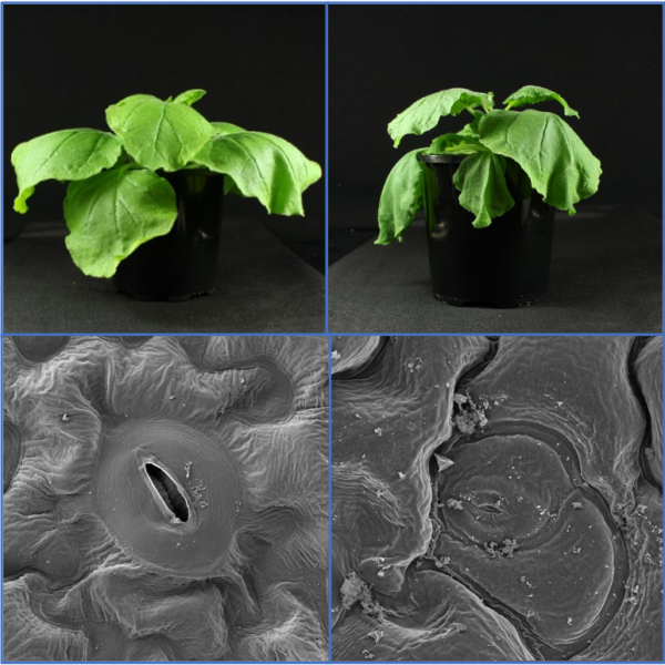 Developing Crops with Enhanced Characteristics - Centre for Agriculture ...