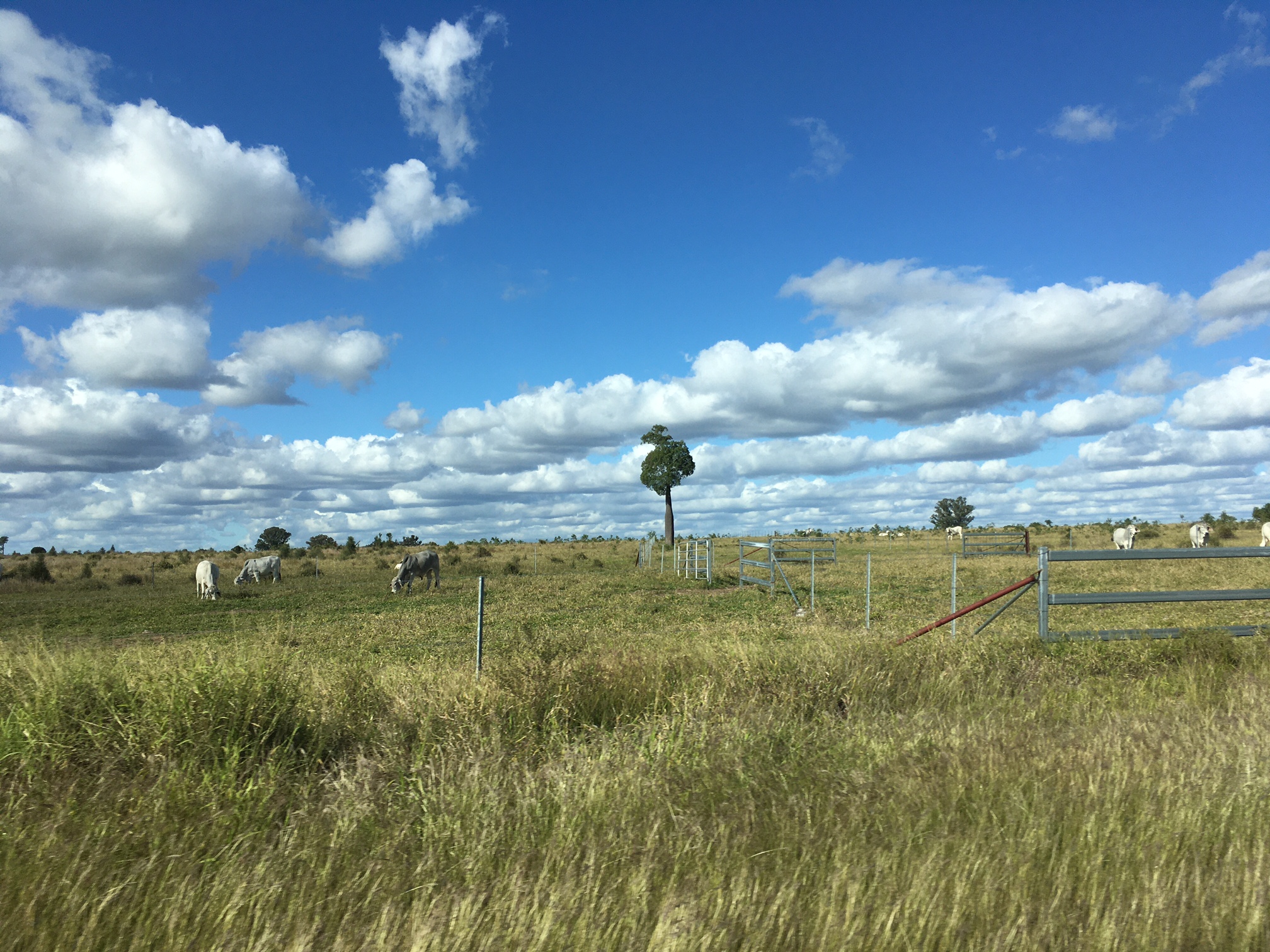 Exploring the wellbeing of beef producers: a multidisciplinary approach ...