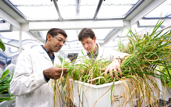 Plant adaptation and crop improvement - Centre for Agriculture and the ...