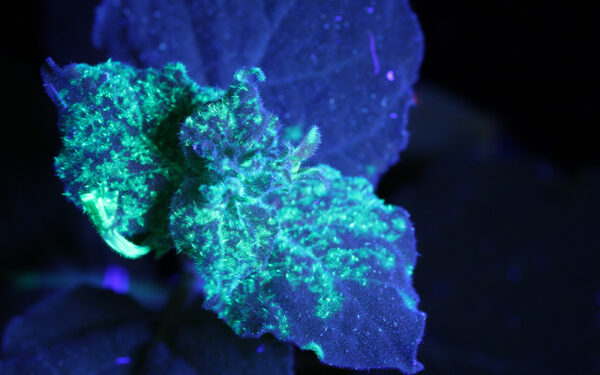 Biofactory and Diagnostics - Centre for Agriculture and the Bioeconomy