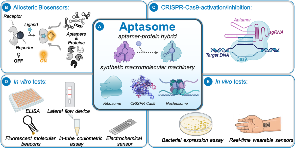 Advanced Aptamer Discovery Application Platform (ADAP) - Centre for Agriculture and the Bioeconomy