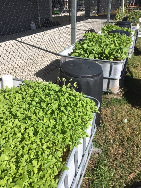 Growing Food - How to Build a Digital Circular Food Economy