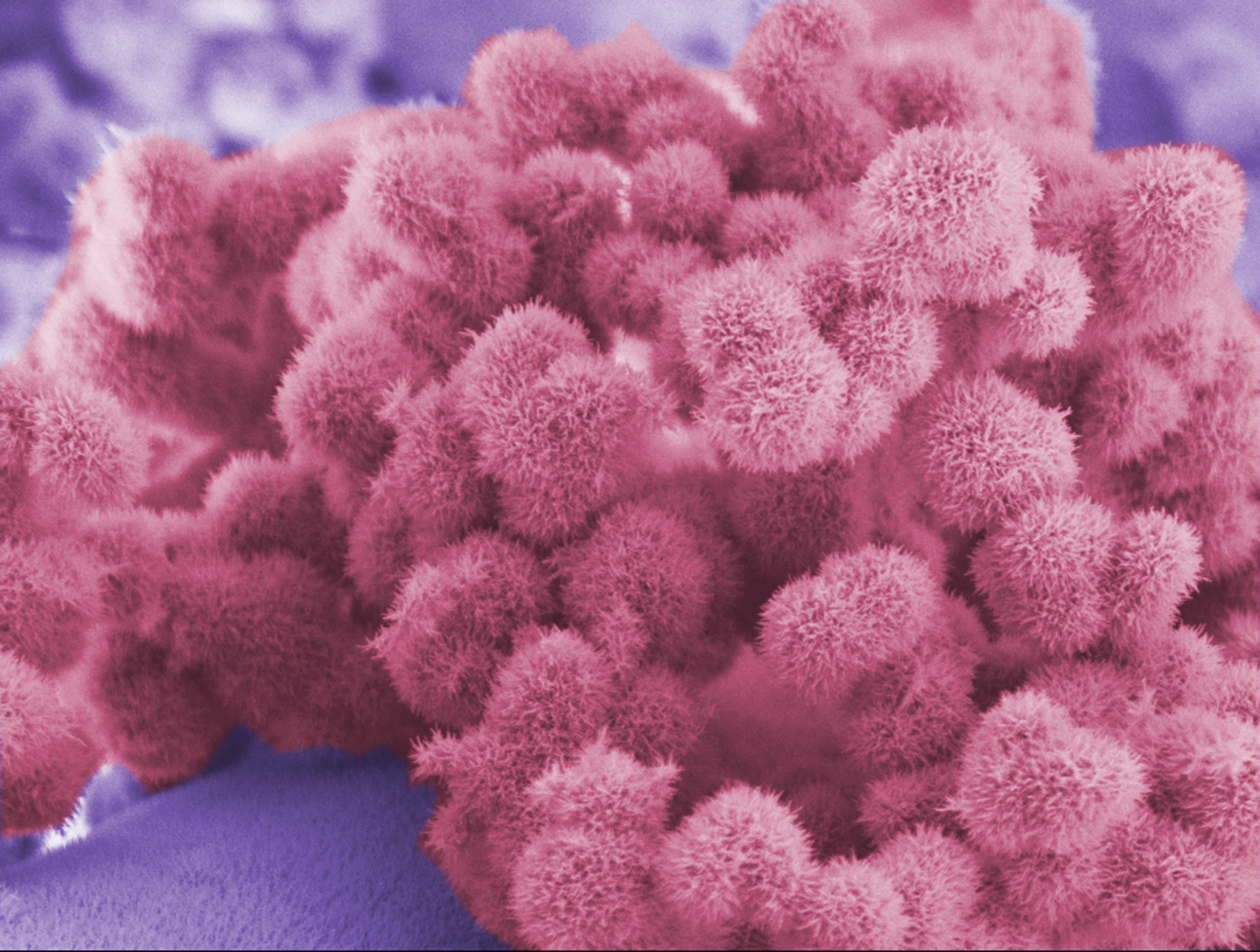 Bioinspired materials for sustainable energy and environmental ...