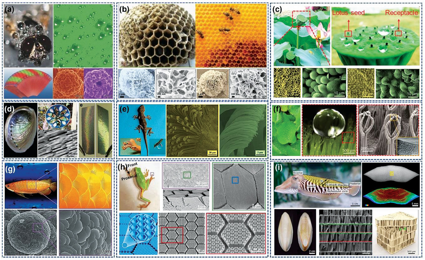 Bioinspired Materials for Energy Storage - Centre for Materials Science