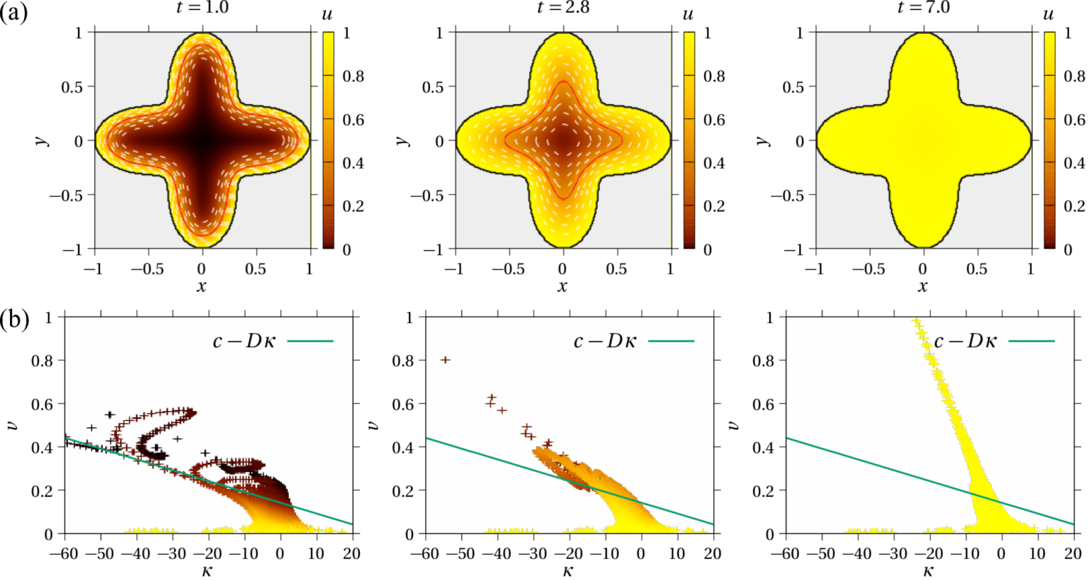 Tissue and biomedical engineering - Mathematics in Medicine