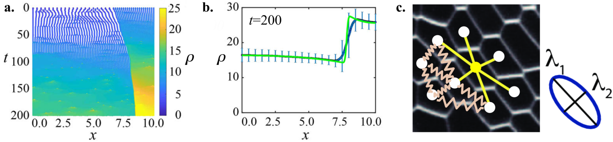 Tissue and biomedical engineering - Mathematics in Medicine