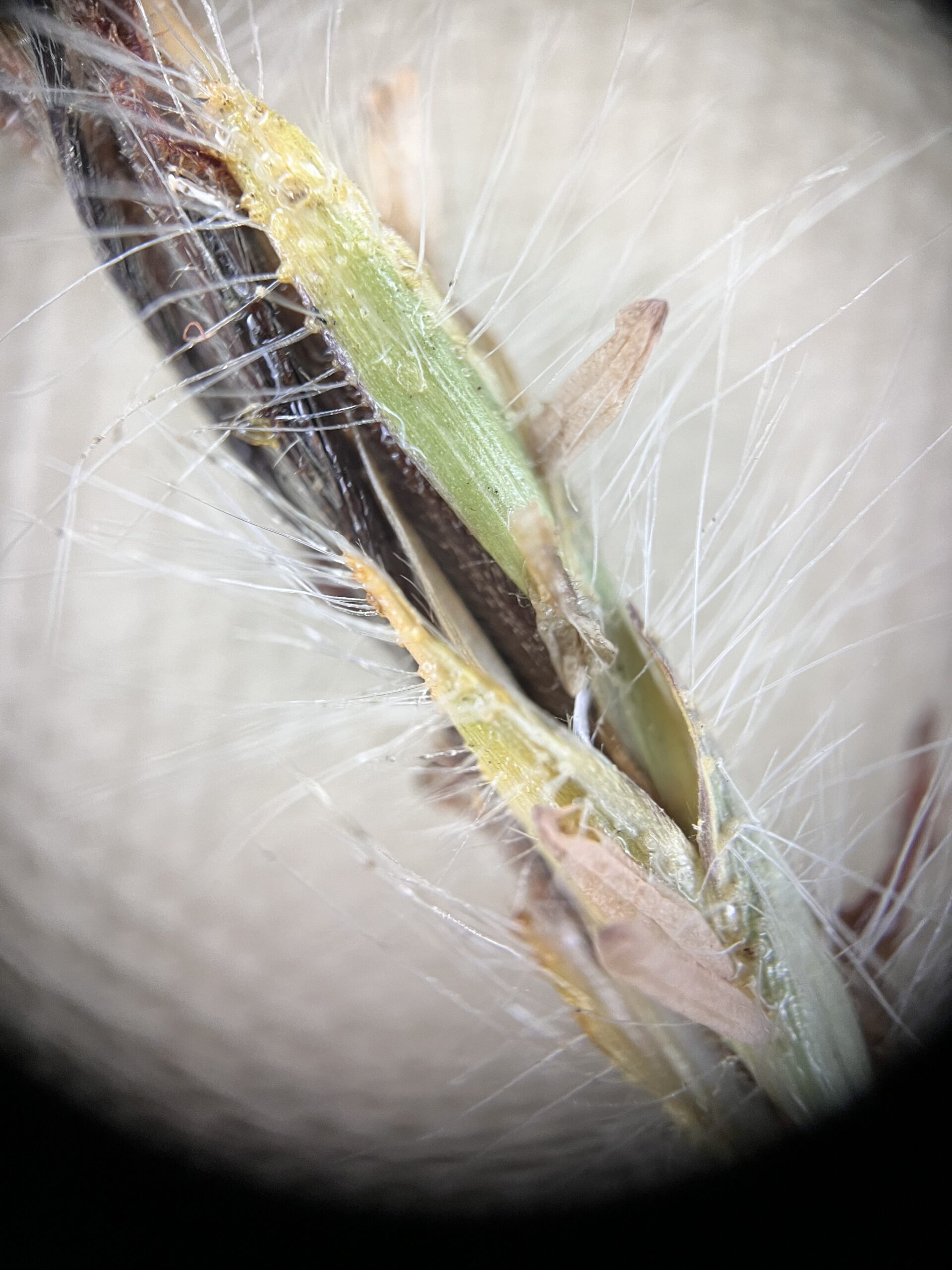 ANAT Synapse 2024 conversation with Keith Armstrong - More-than-Human ...