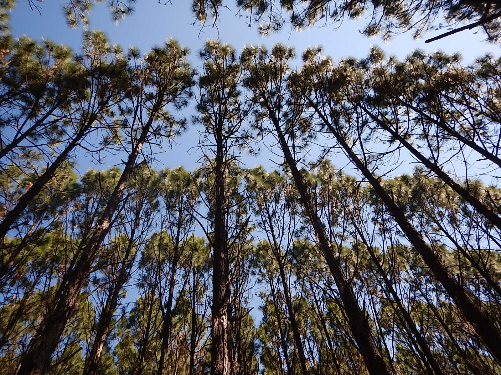 Southern pine resource characterisation - Mathematical modelling of ...