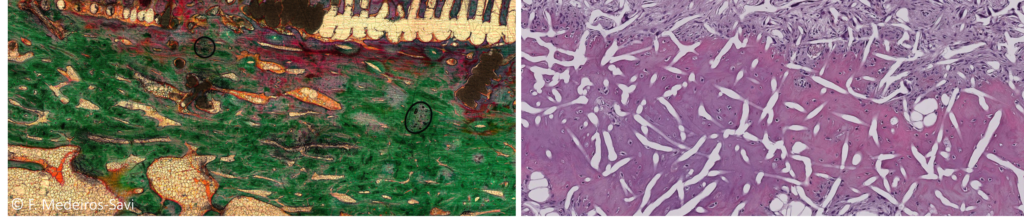Human ECM - Max Planck Queensland Centre