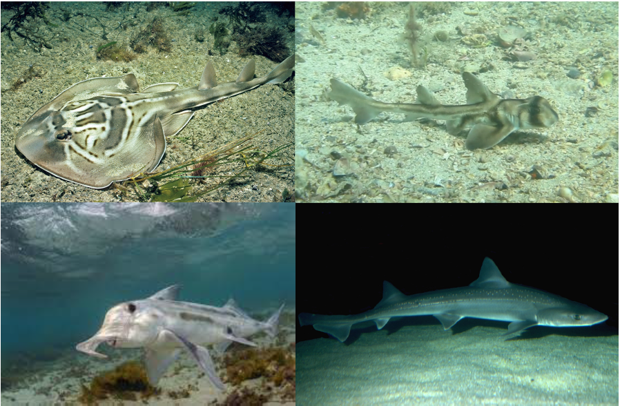 PhD Positions - Max Planck Queensland Centre