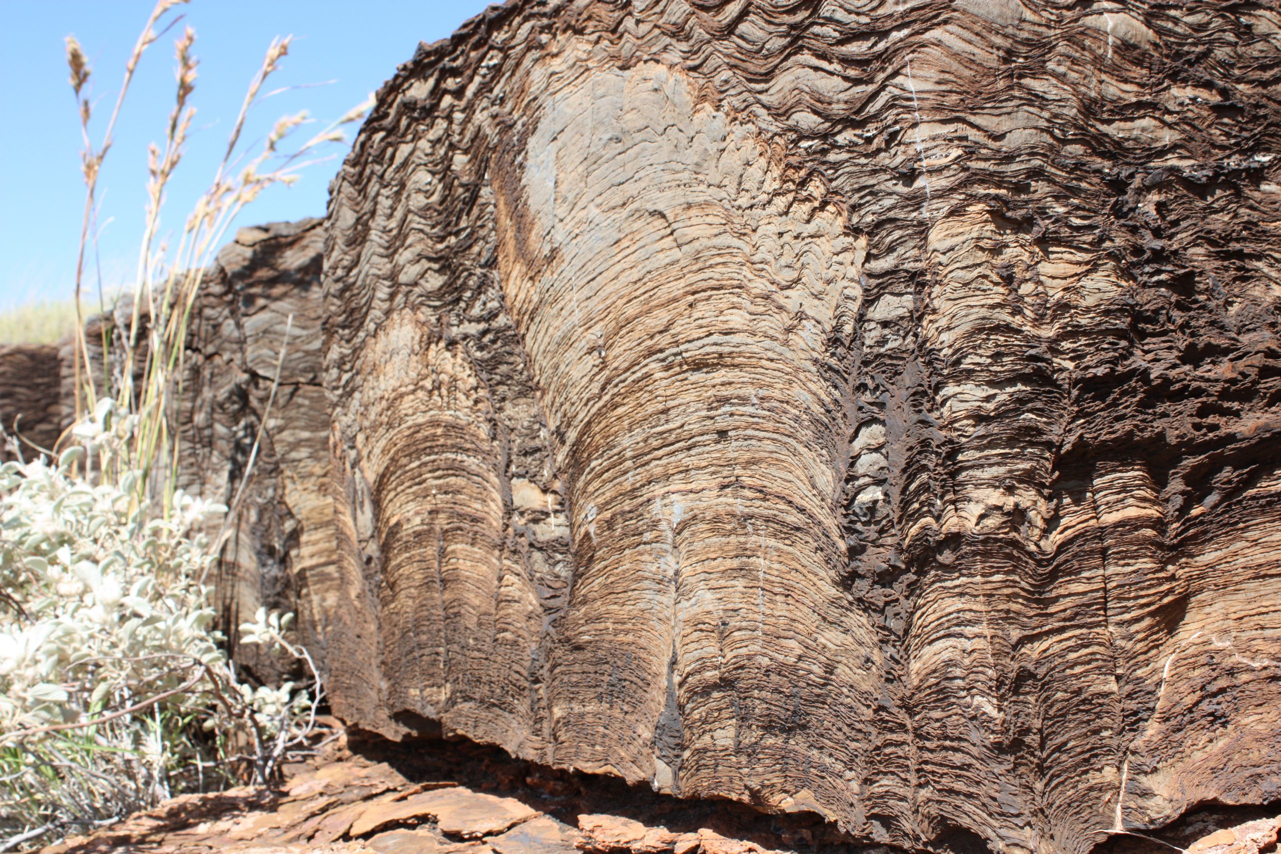 Searching for Life in Earth's Early Geological Record - Planetary ...