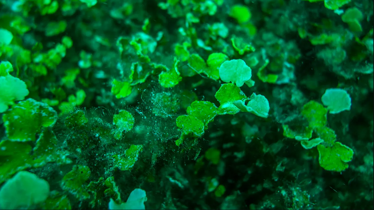 The Great Barrier Reef's Mysterious Green Donuts | Dr. Luke Nothdurft ...