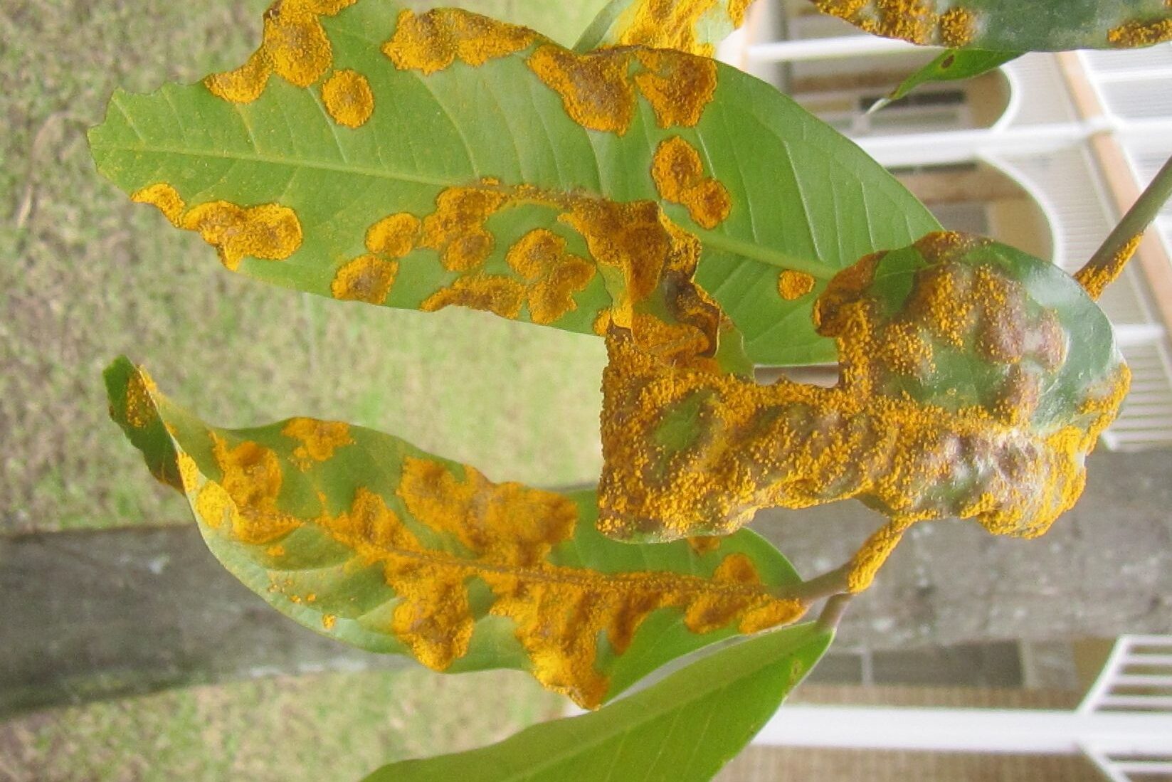 Impact of Myrtle rust on Myrtaceae ecosystems - Quantitative Applied ...