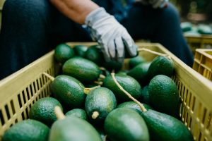 A food agility project - Predictive modelling to improve the quality of ...