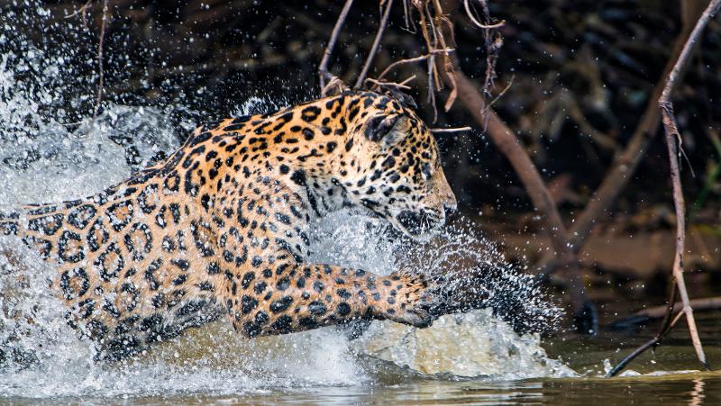 Jaguars robust to climate extremes but lack of food threatens species ...