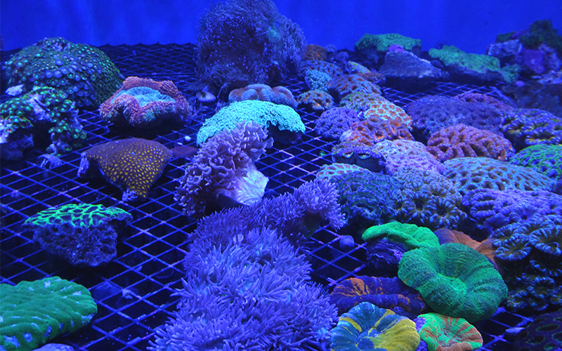 Coral Aquaculture and Deployment - Reef Restoration and Adaptation