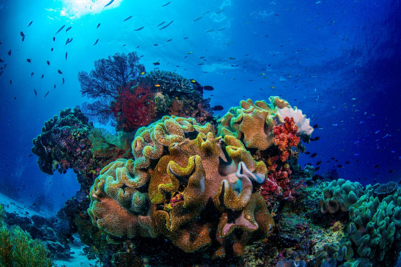 Home - Reef Restoration and Adaptation