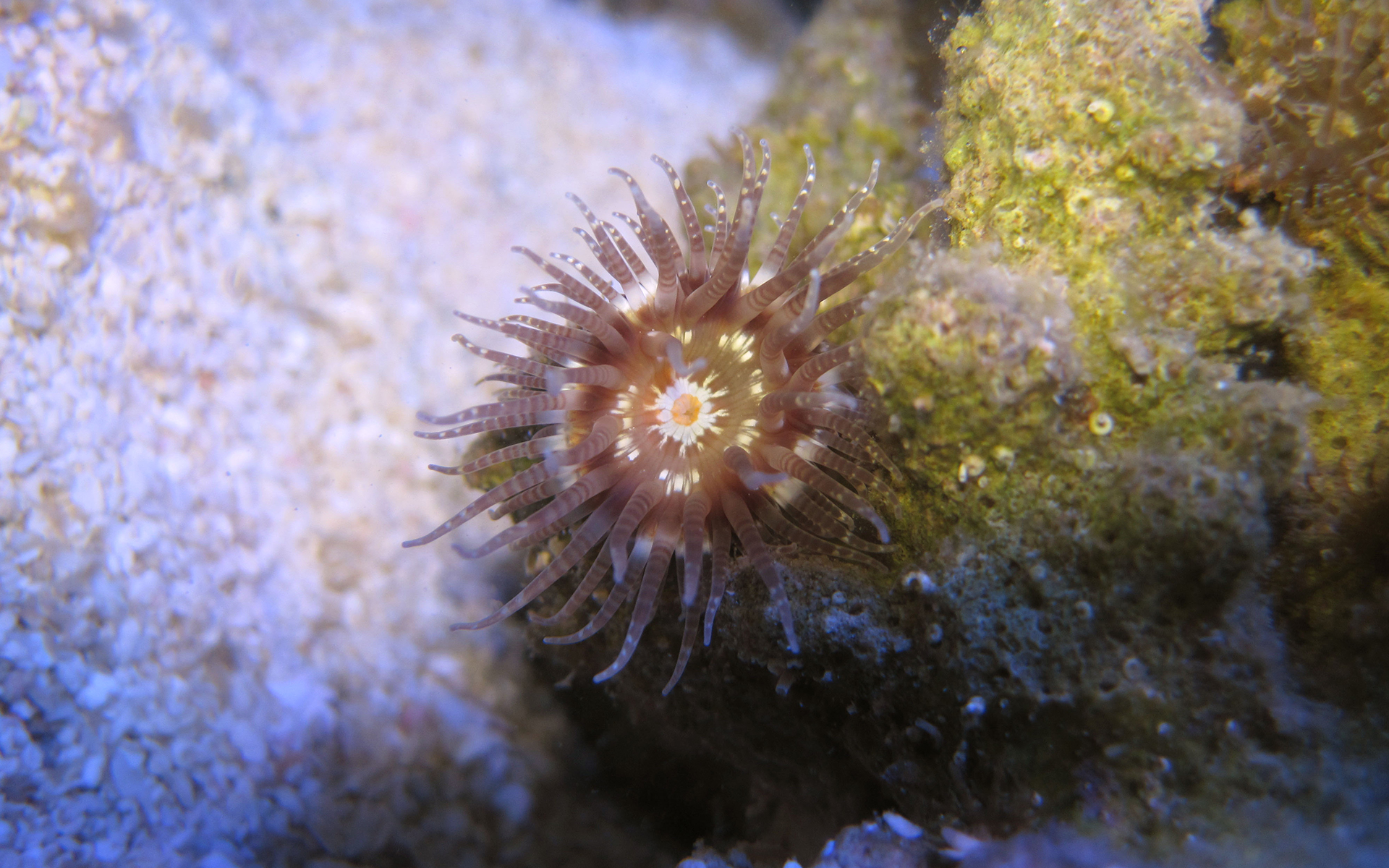 Sequencing multiple coral and sea anemone species - Reef Research