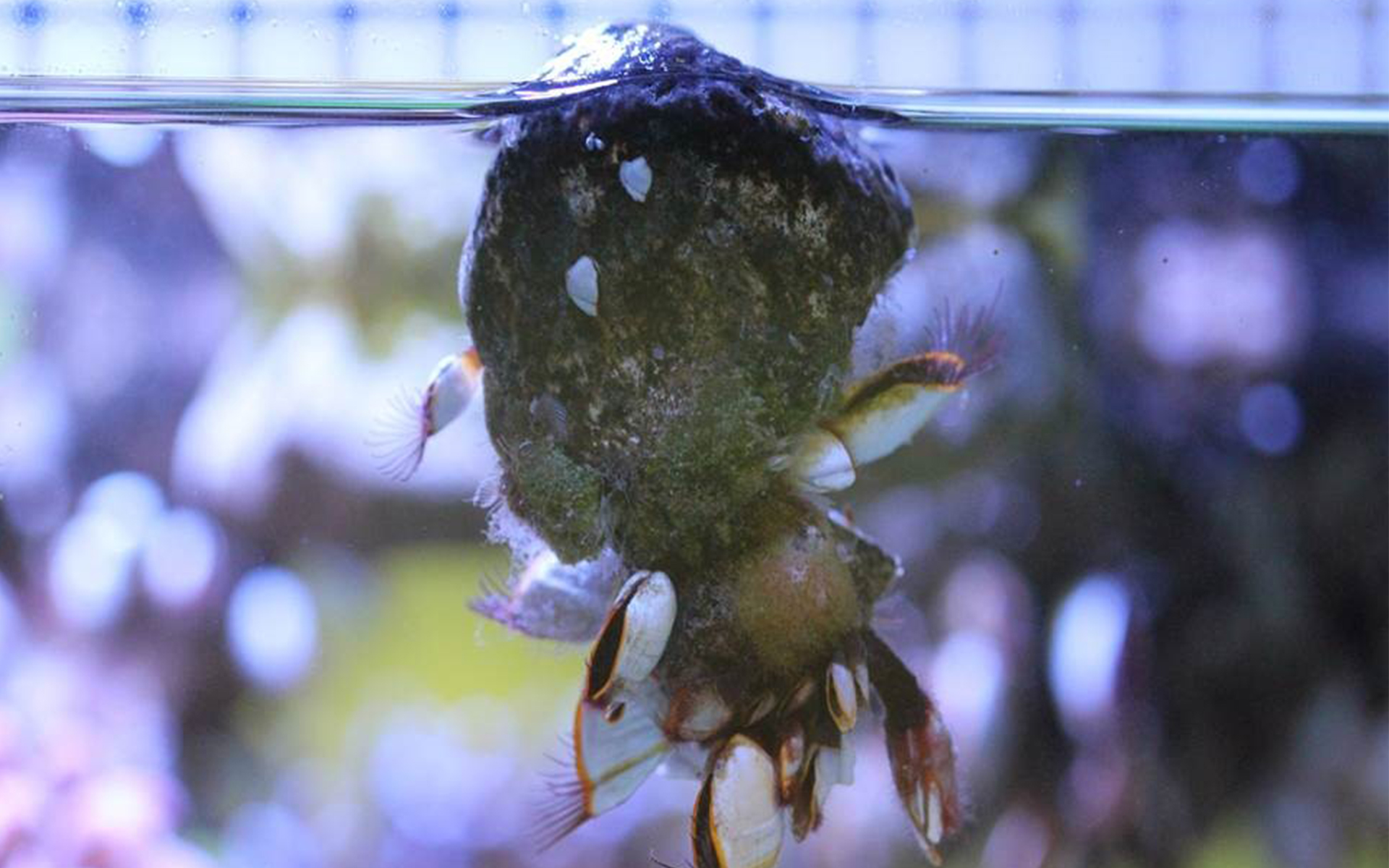 Pumice rafts and reef connectivity: invasions, restocking and expansion ...