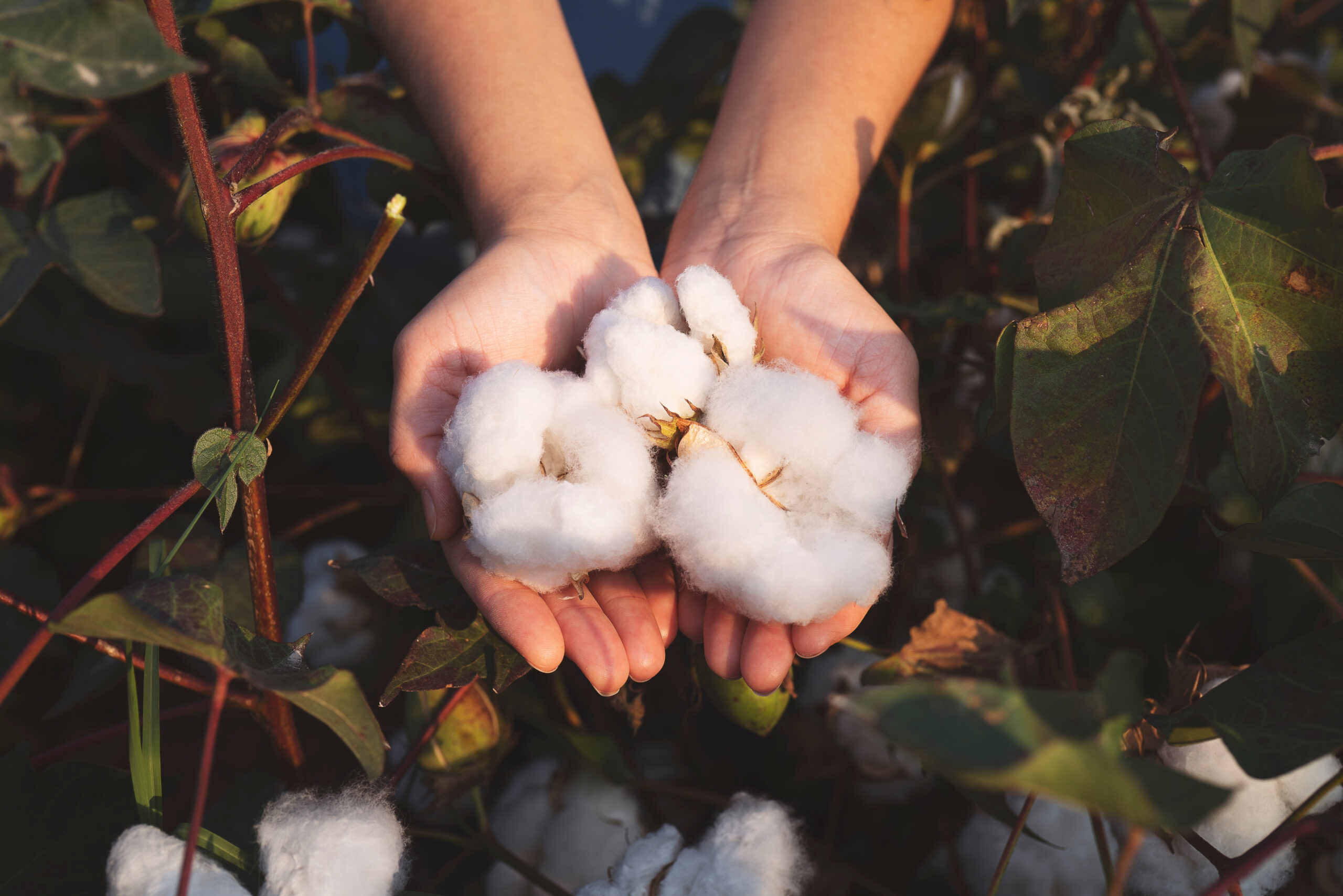 Communicating the Value of Sustainability in the Global Cotton Supply ...