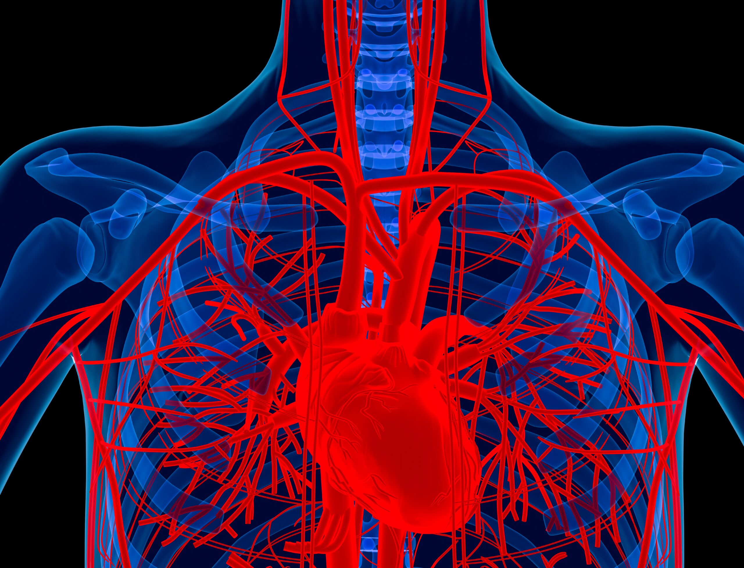 Ultrasound for cardiovascular scanning including carotid artery and arm ...